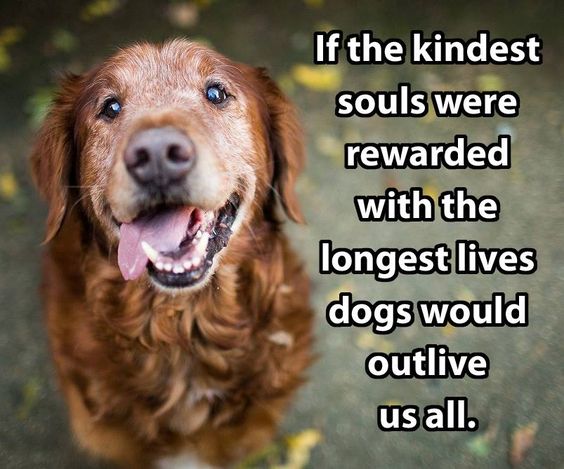 Funny Dog Memes – For the Love of