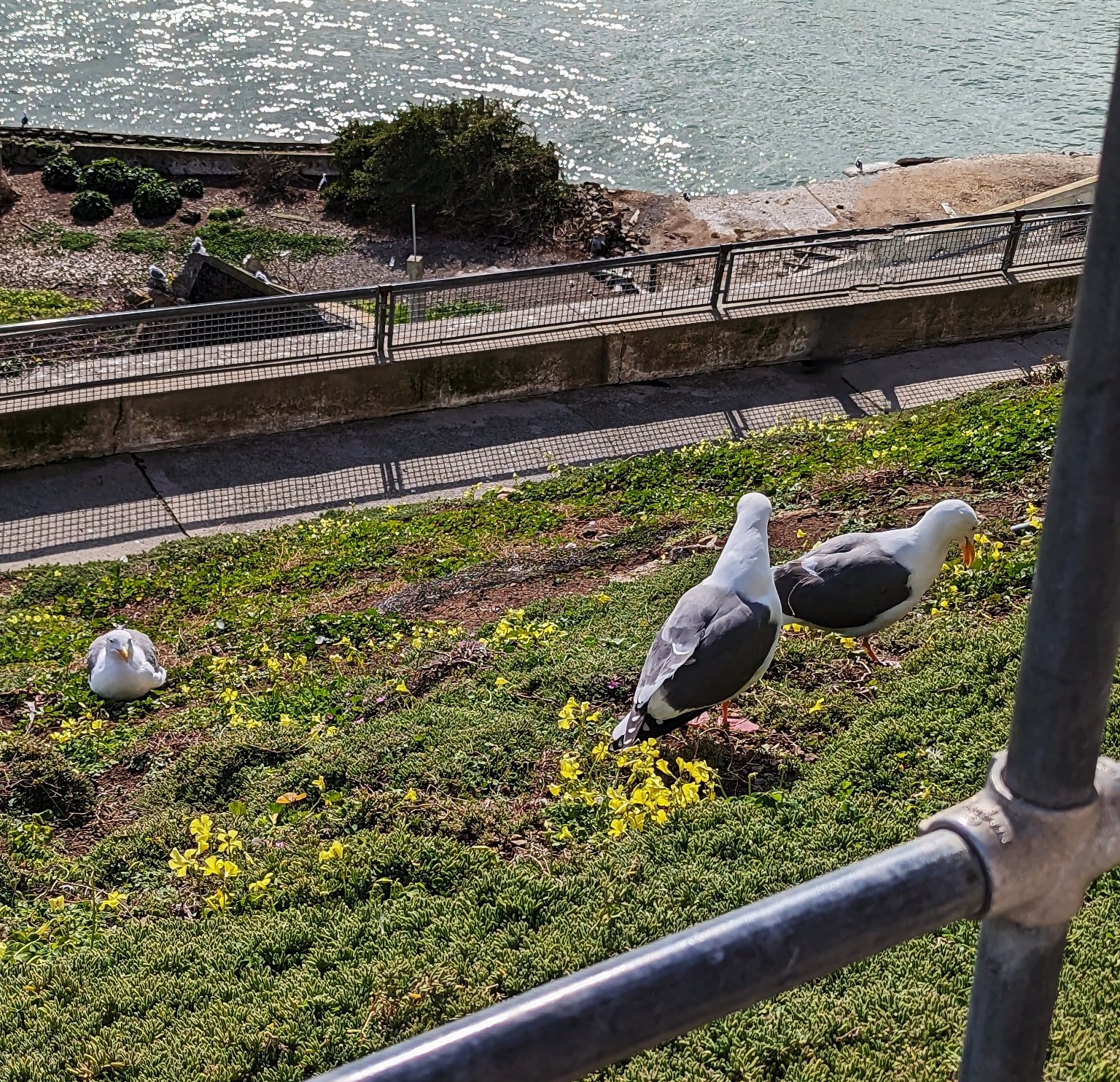 The Island of Alcatraz Lighthouse – For the Love of