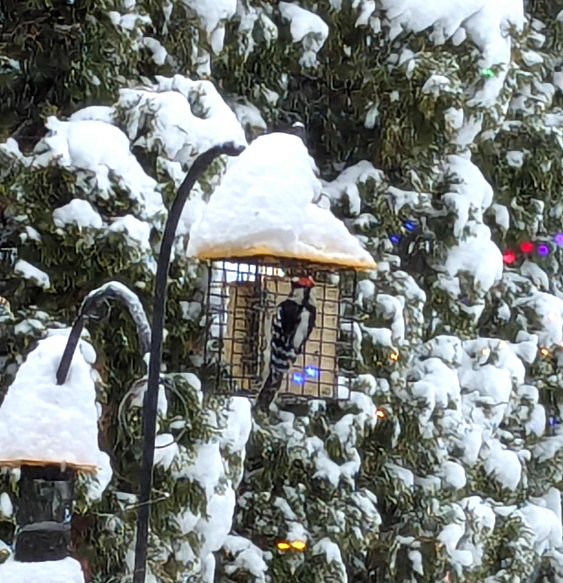 Winter Has Arrived – For the Love of